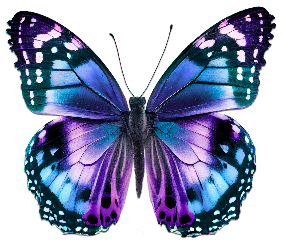 DTF Transfer Sheet - Blue/Purple Butterfly